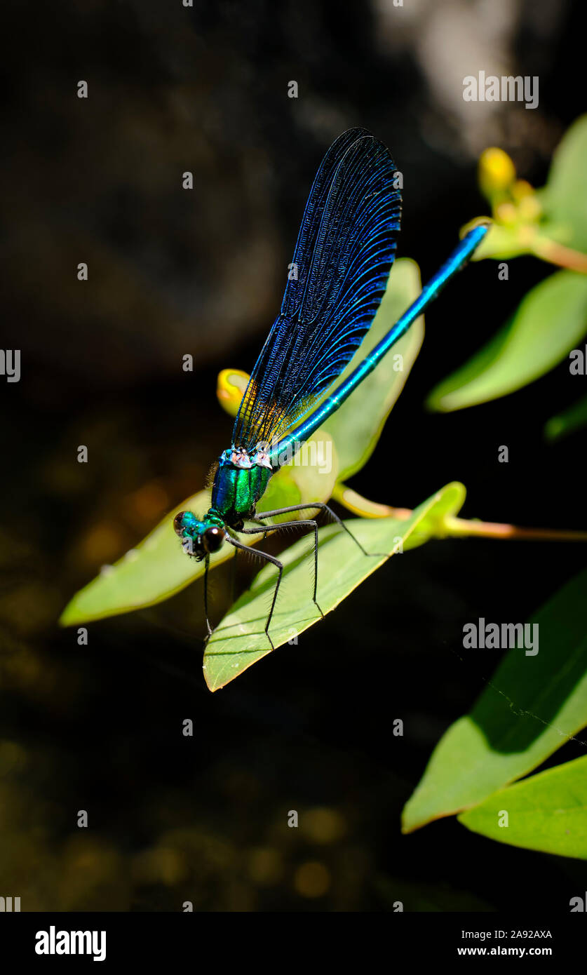 An adult male blue broad-winged damselfly at rest on a leaf in Corsica ...