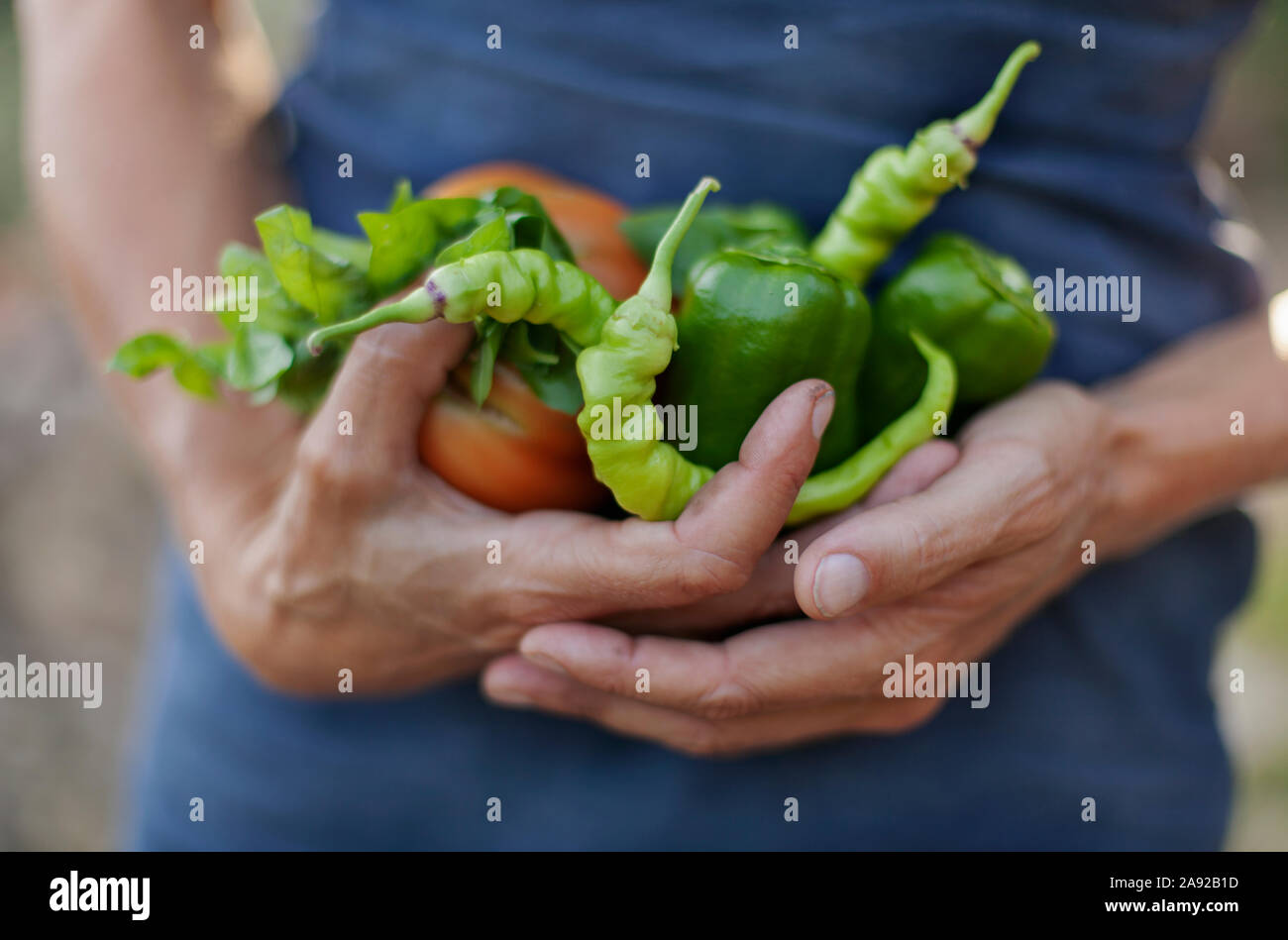 Hands holding vegetables Stock Photo - Alamy