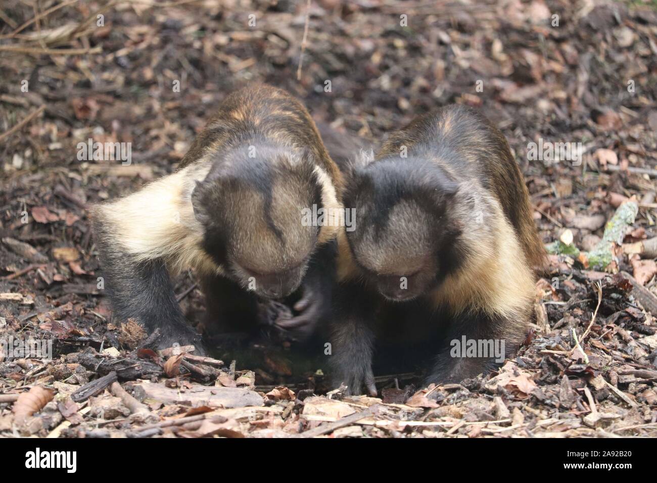 Buffy headed capuchins hi-res stock photography and images - Alamy
