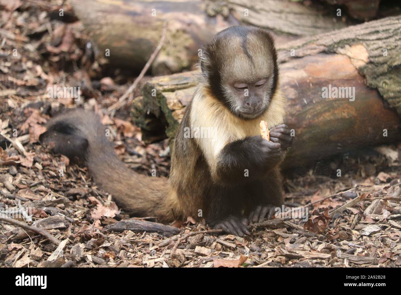 Young male Yellow-Breasted Capuchin, Clint (Sapajus xanthosternos Stock ...