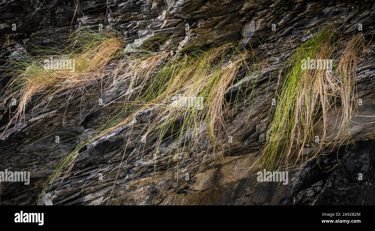 Grass growing on a cliff-side, Orcas Island, Washington, USA Stock ...