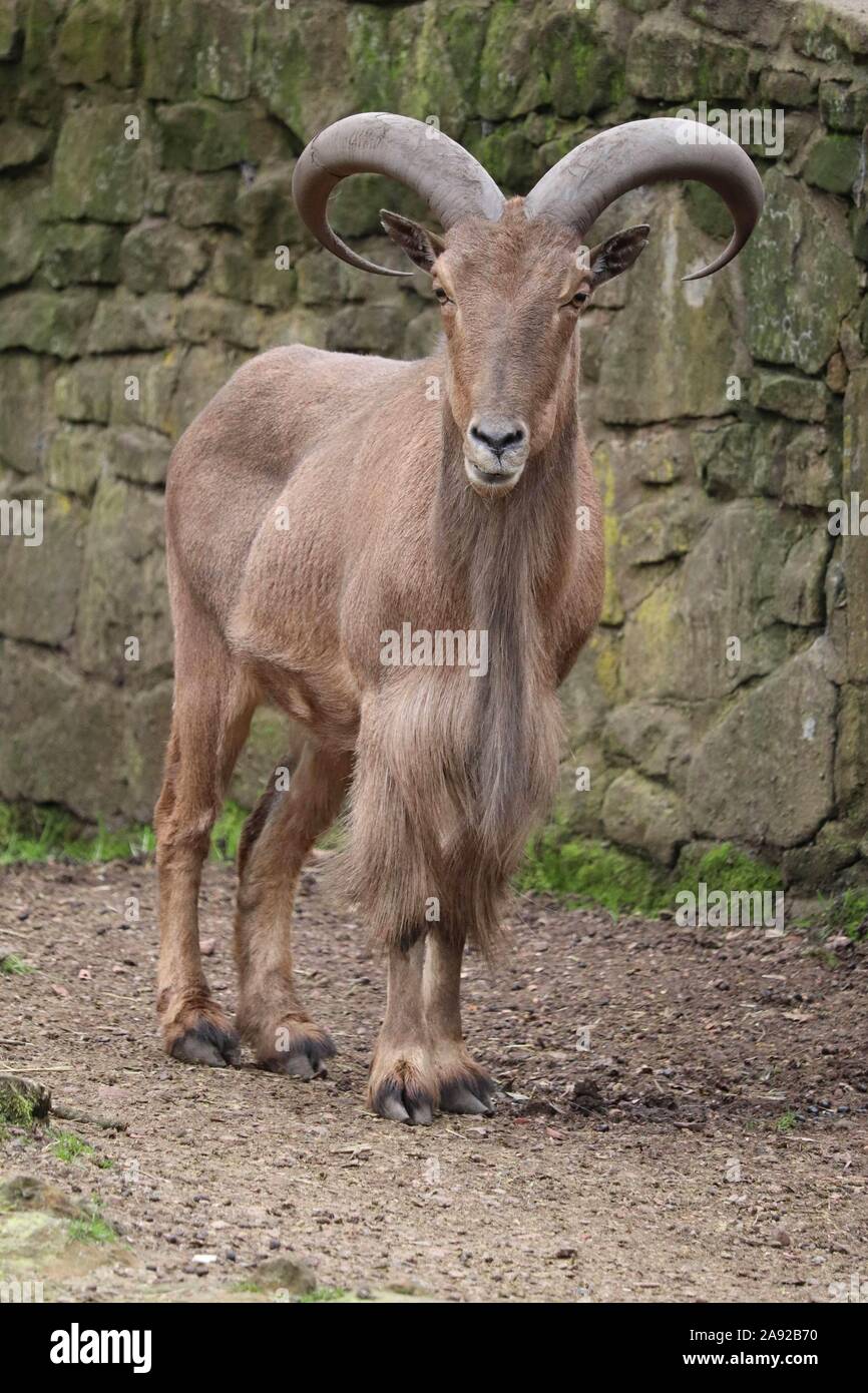 Barbary Sheep (Ammotragus lervia Stock Photo - Alamy