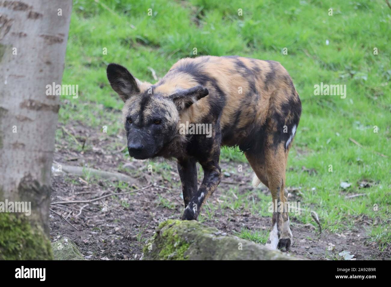 Male African Wild Dog, Ochi (Lycaon pictus Stock Photo - Alamy