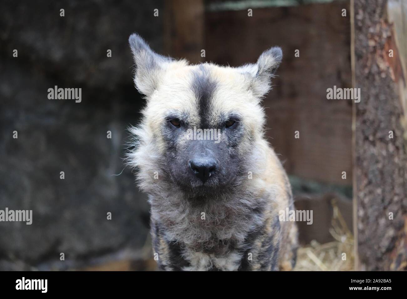 Male African Wild Dog, Gamba (Lycaon pictus Stock Photo - Alamy