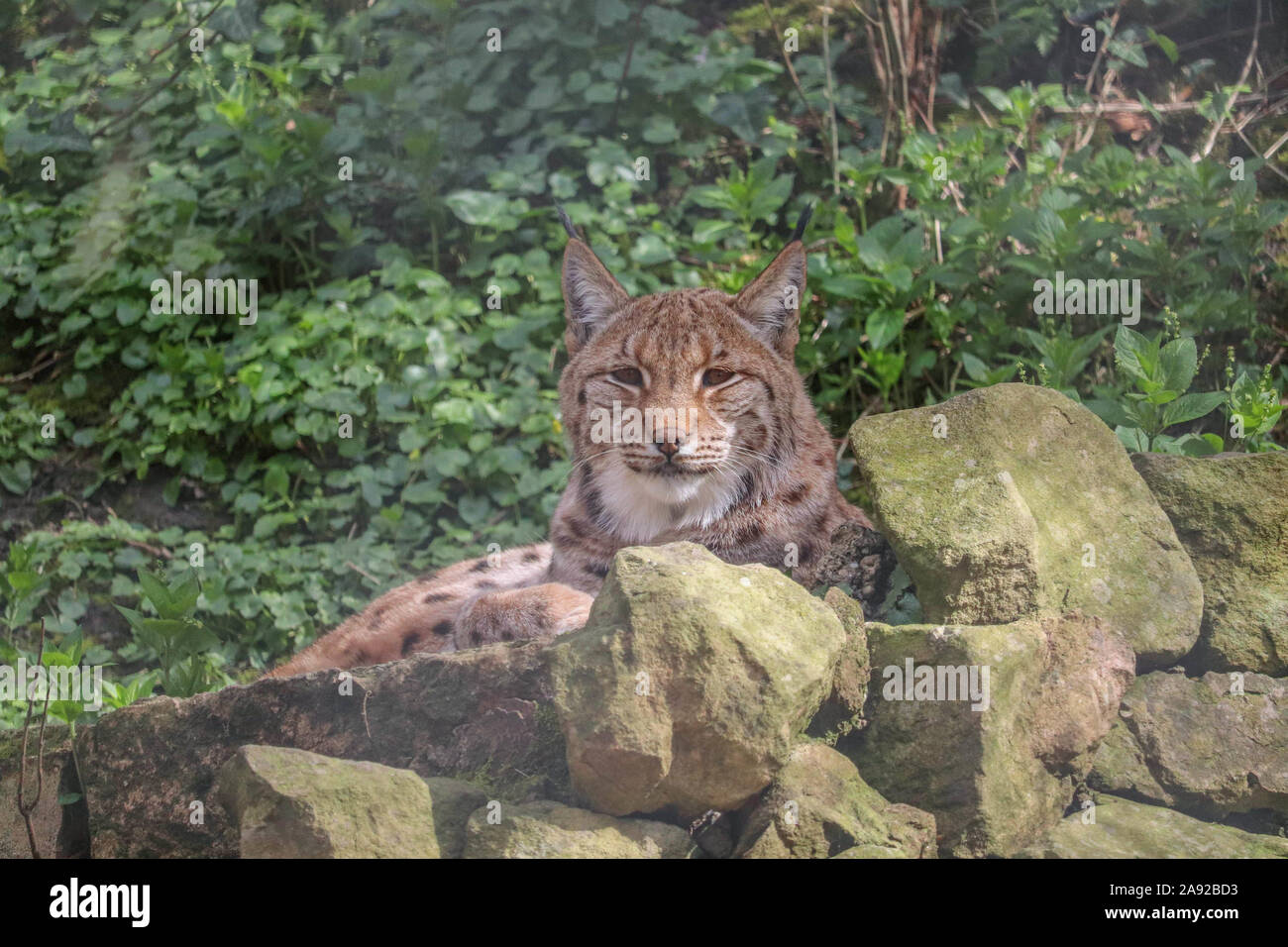 Male Carpathian Lynx, Dakota (Lynx lynx carpathicus Stock Photo - Alamy