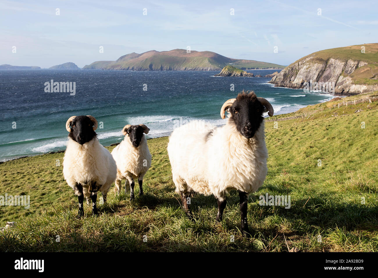 Sheep grazing, looking into camera on pasture above the sea at Slea ...