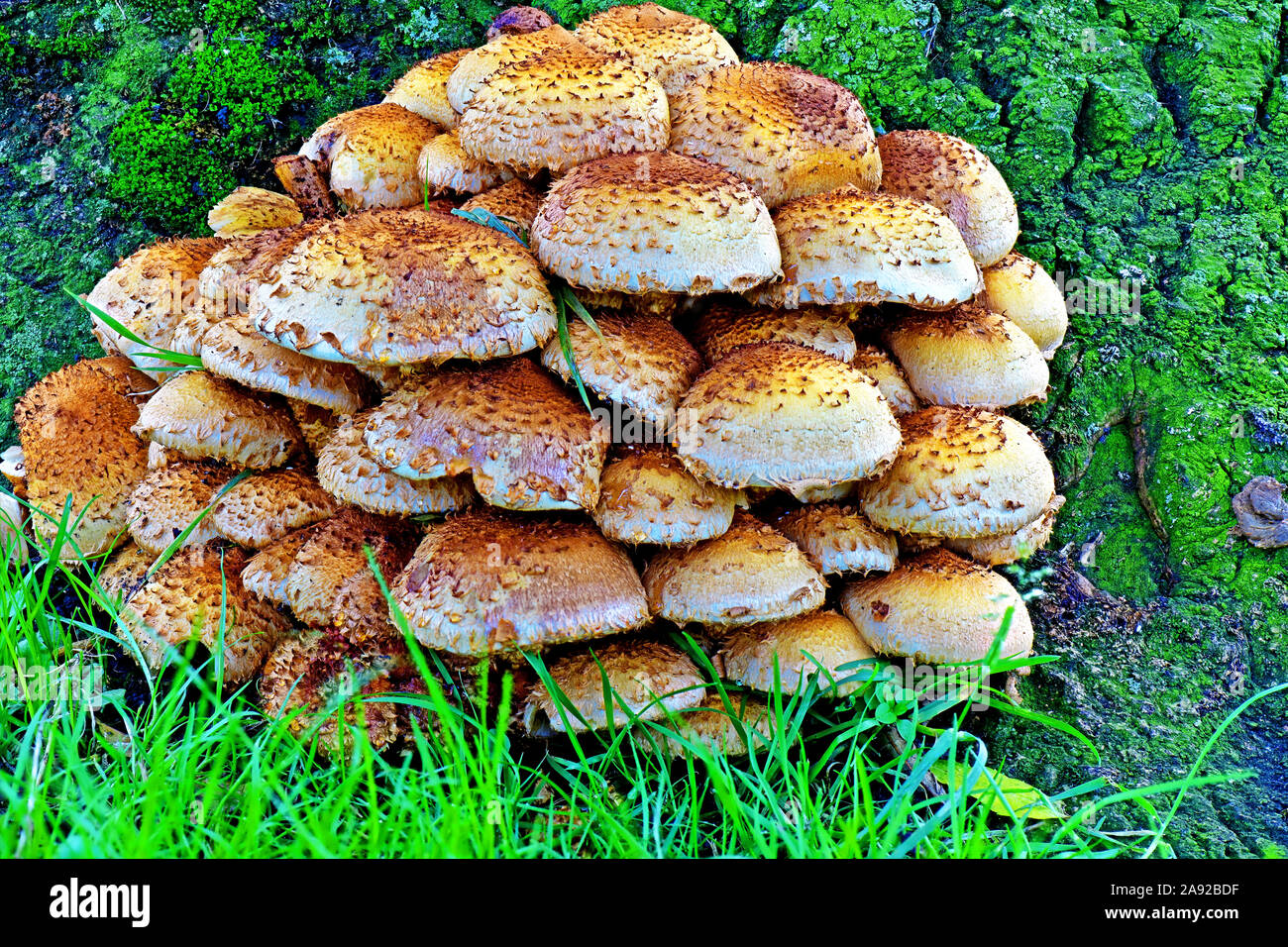Prince mushroom hi-res stock photography and images - Alamy