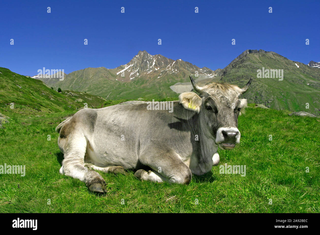 Rind Milchvieh High Resolution Stock Photography and Images - Alamy