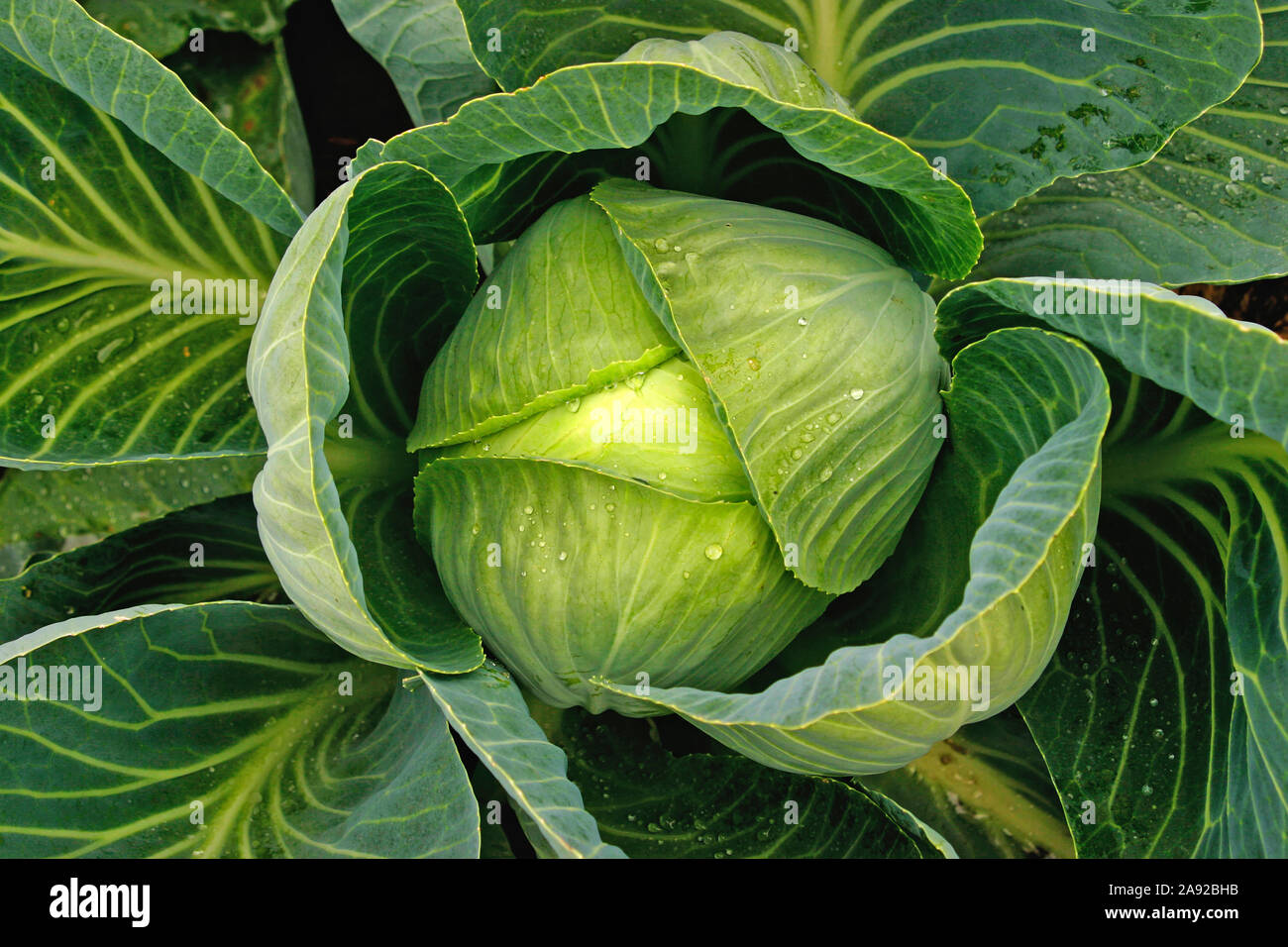 Kohlkopf hi-res stock photography and images - Alamy