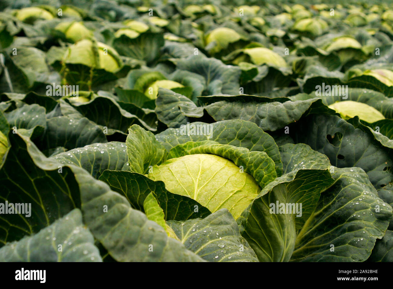 Kohlkopf hi-res stock photography and images - Alamy