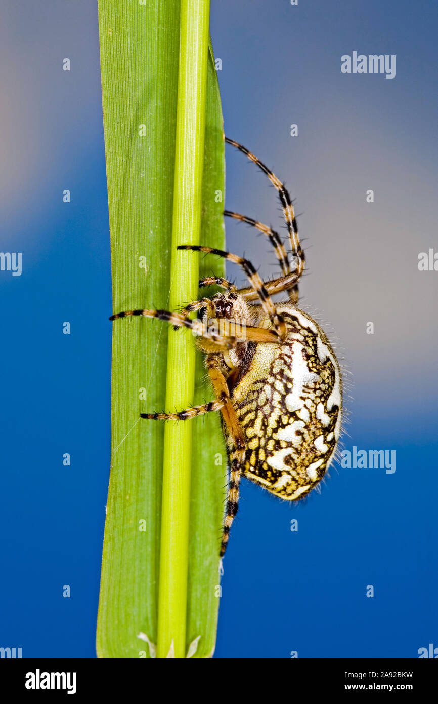 Radnetzspinne hi-res stock photography and images - Alamy