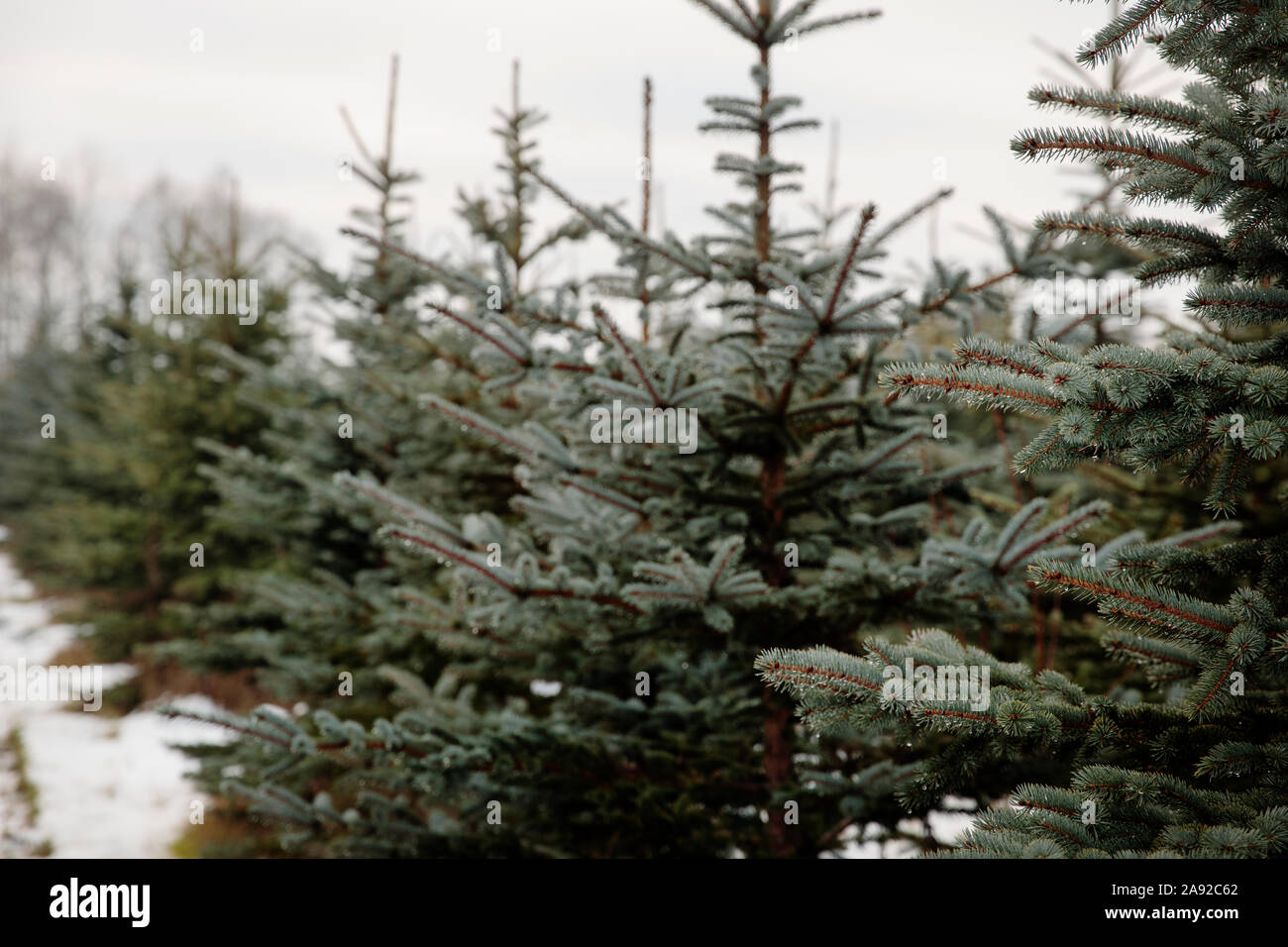 Conifer cold hi-res stock photography and images - Alamy