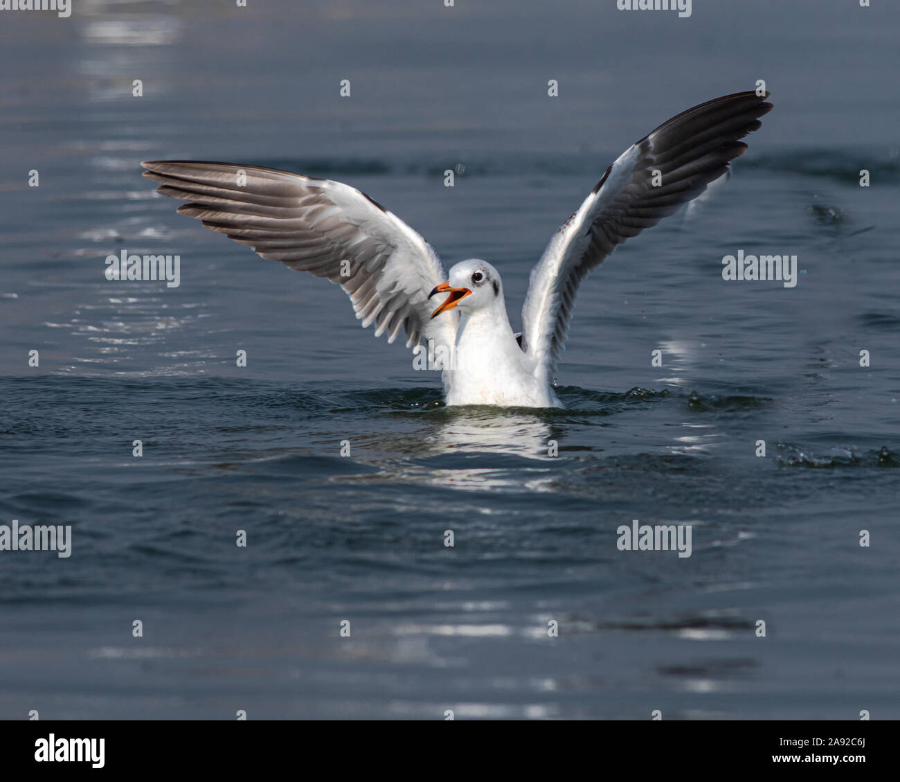 river gull with wings stretched in water Stock Photo - Alamy