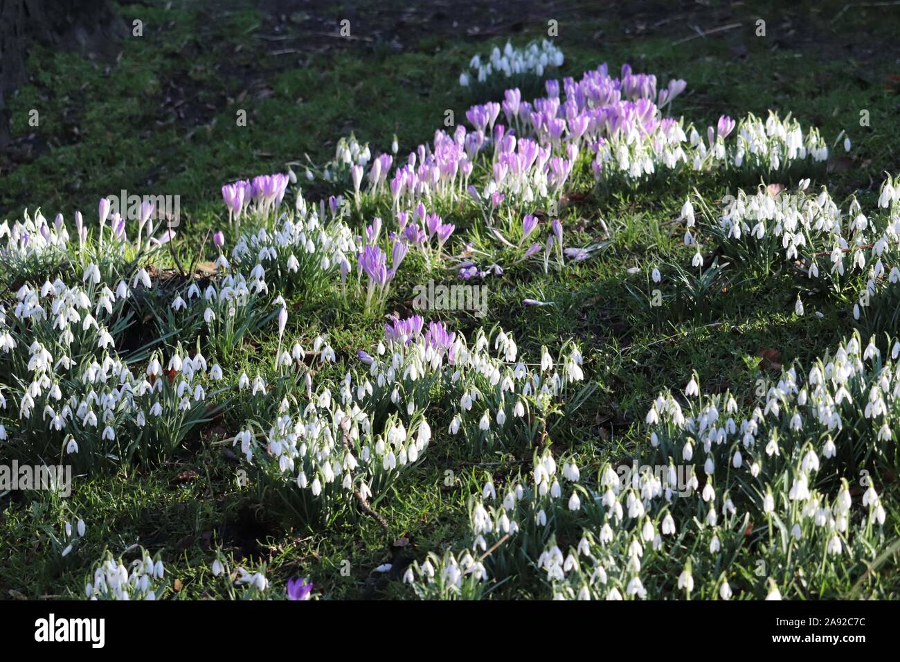 Snowdrops (Galanthus nivalis) & Purple Crocus (Crocus sativus Stock ...