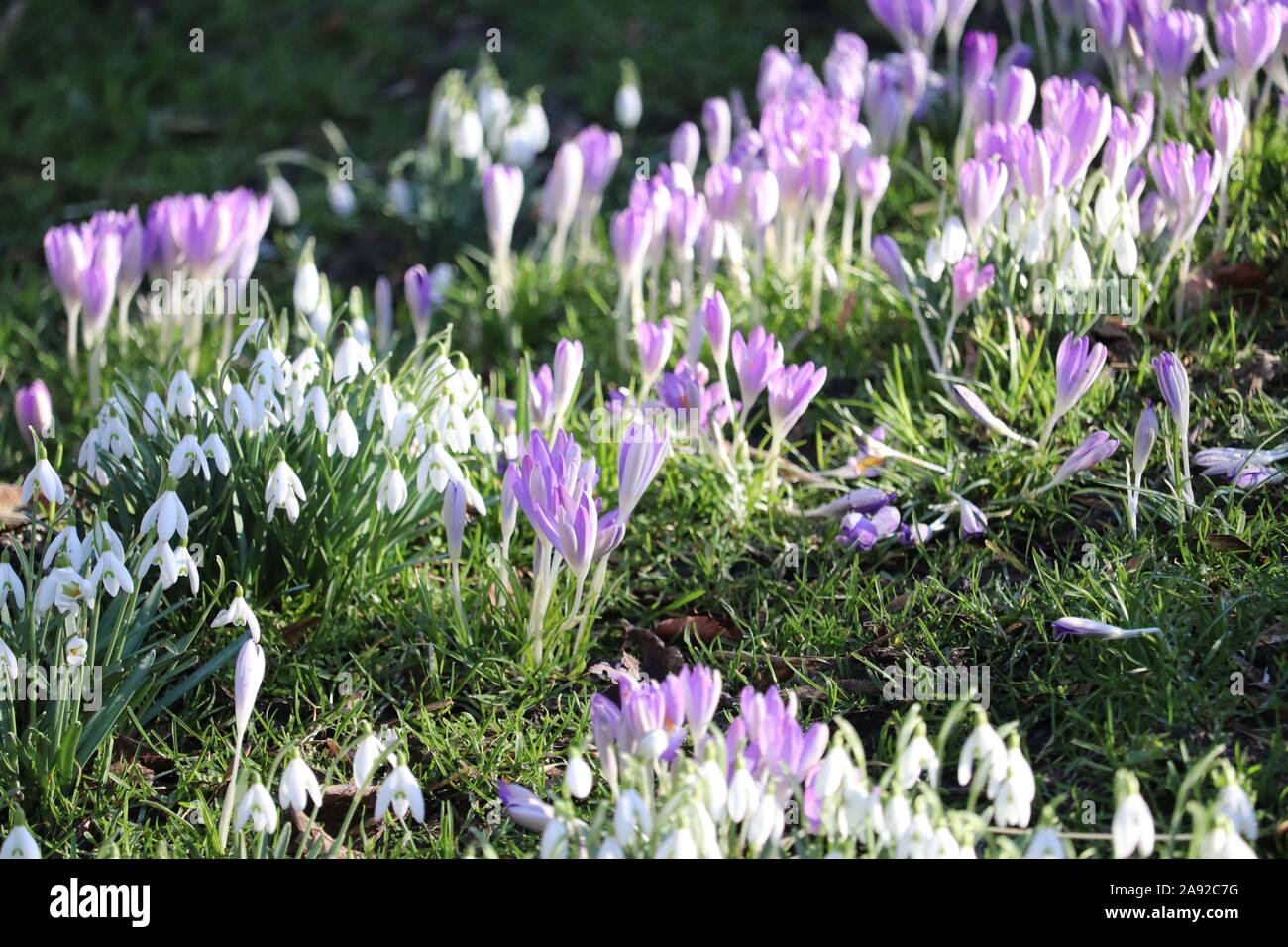 Snowdrops (Galanthus nivalis) & Purple Crocus (Crocus sativus Stock ...