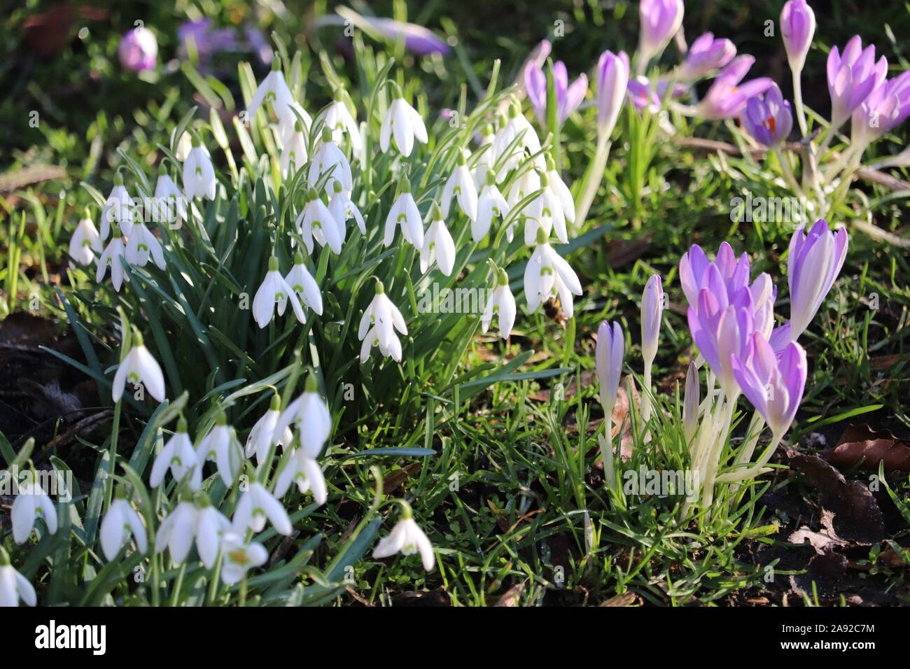 Crocuses And Snowdrops High Resolution Stock Photography and Images - Alamy