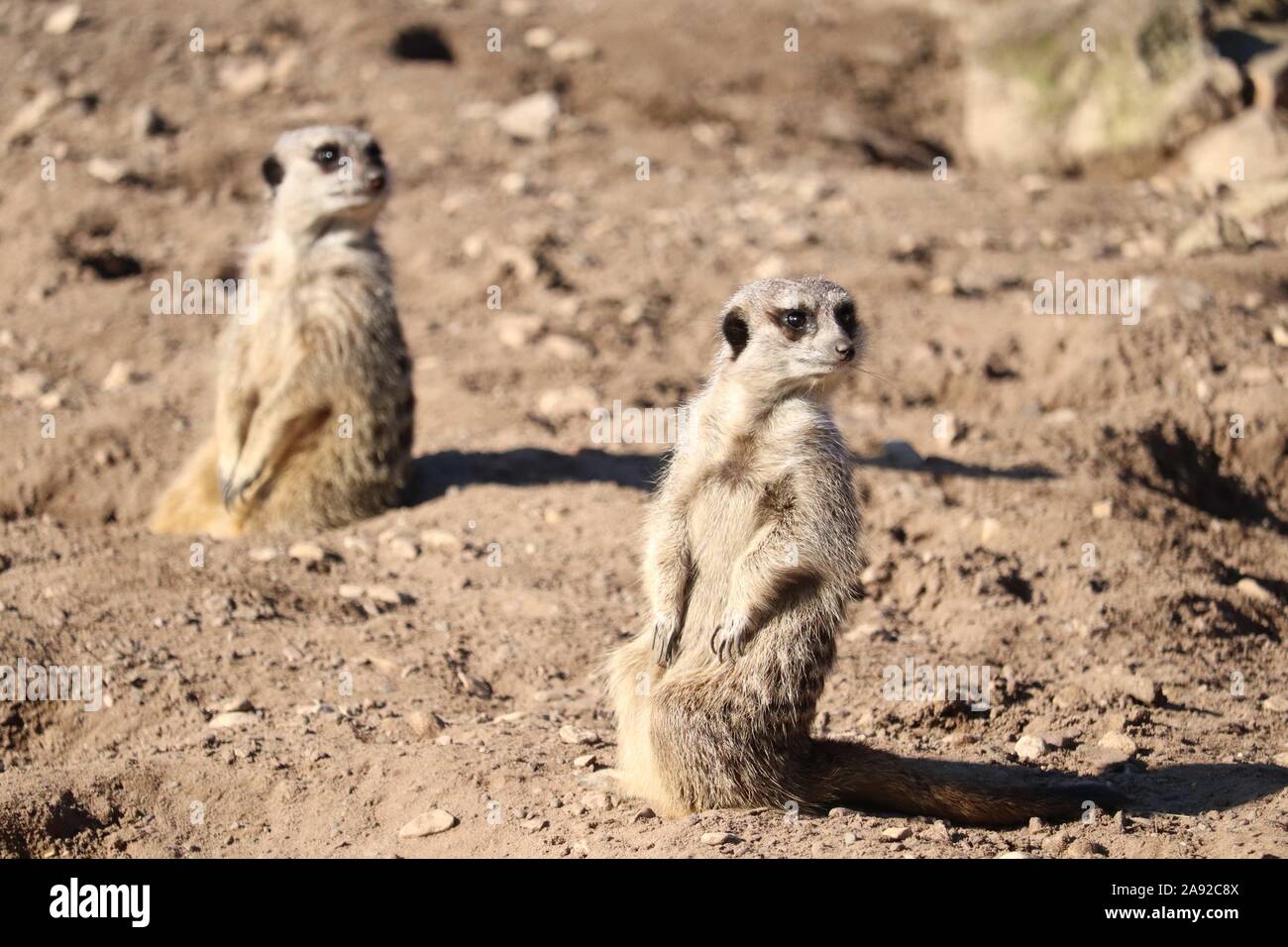 Meerkat snake hi-res stock photography and images - Alamy
