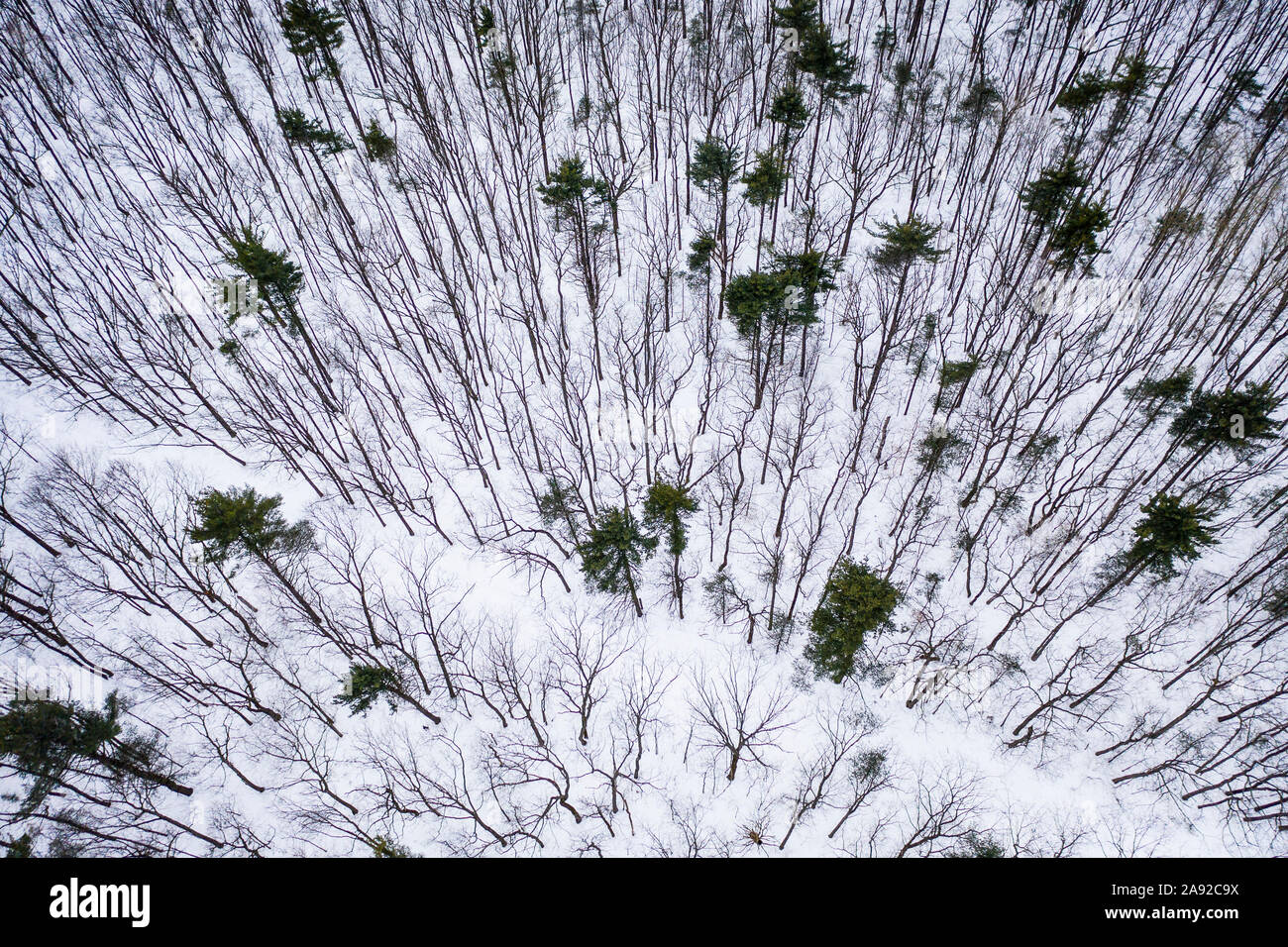 Aerial view of snowy forest during winter Stock Photo - Alamy