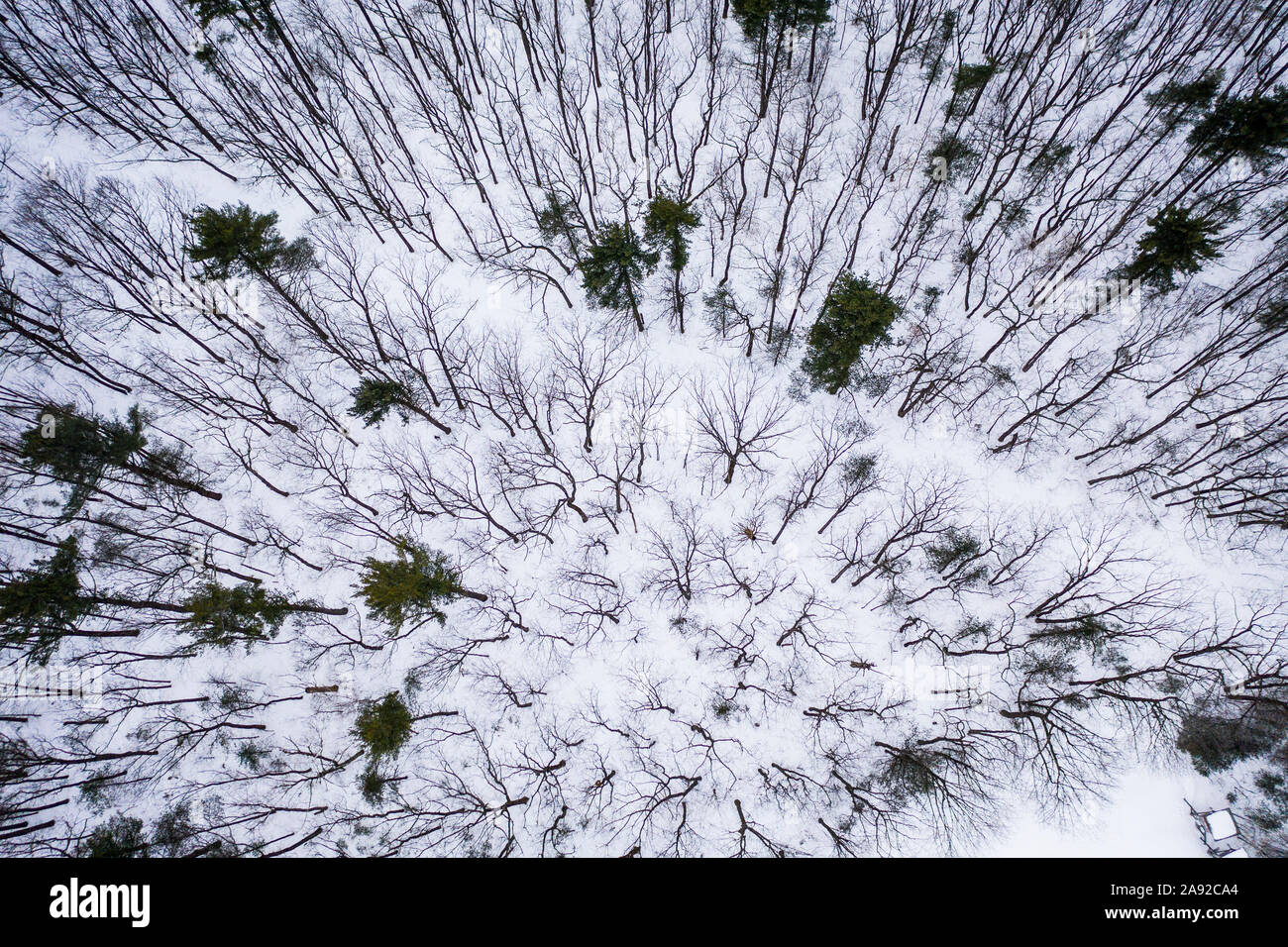 Aerial view of snowy forest during winter Stock Photo - Alamy