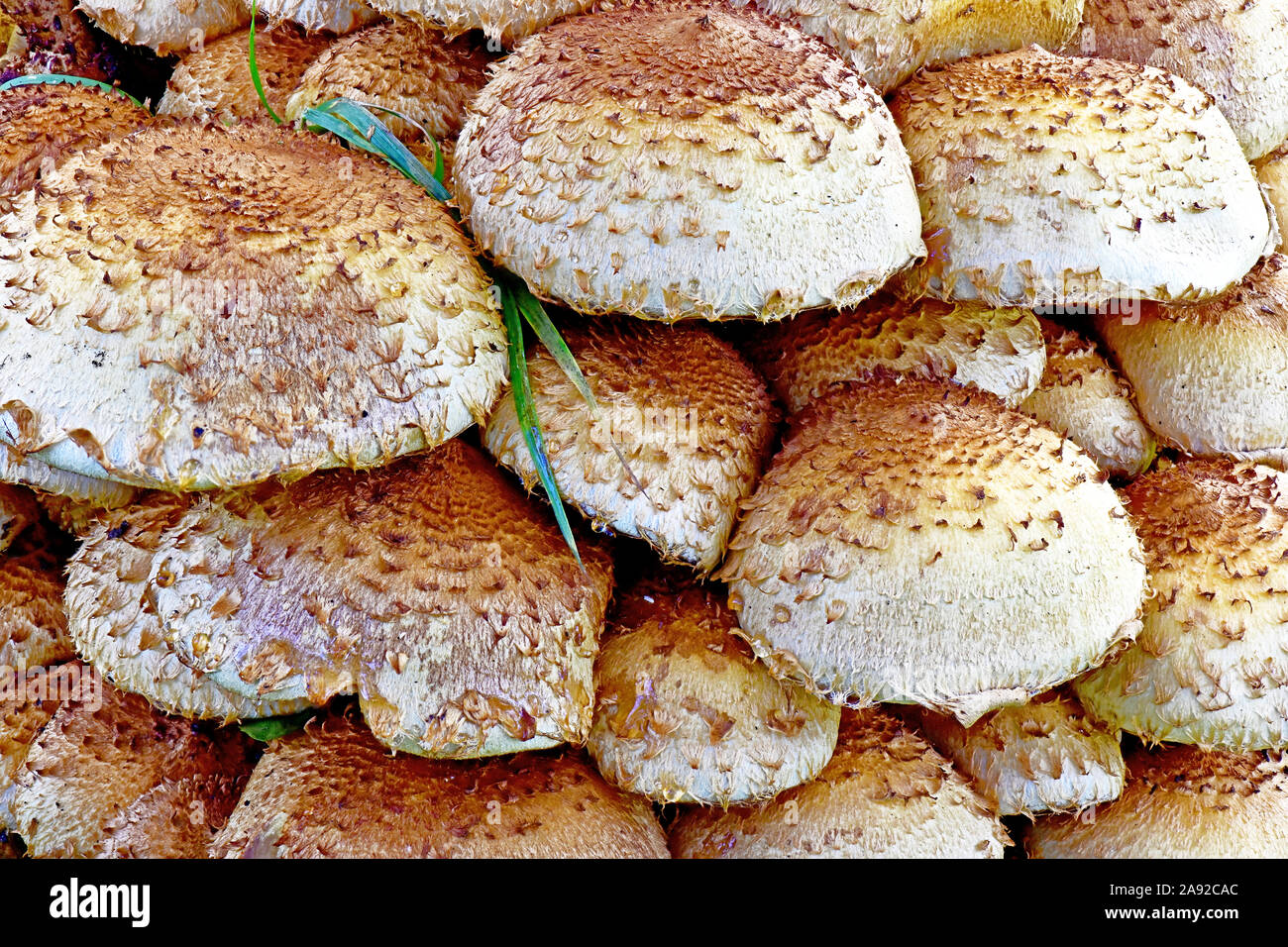 Edible wild mushrooms The Prince Agaricus augustus at the bottom of a ...