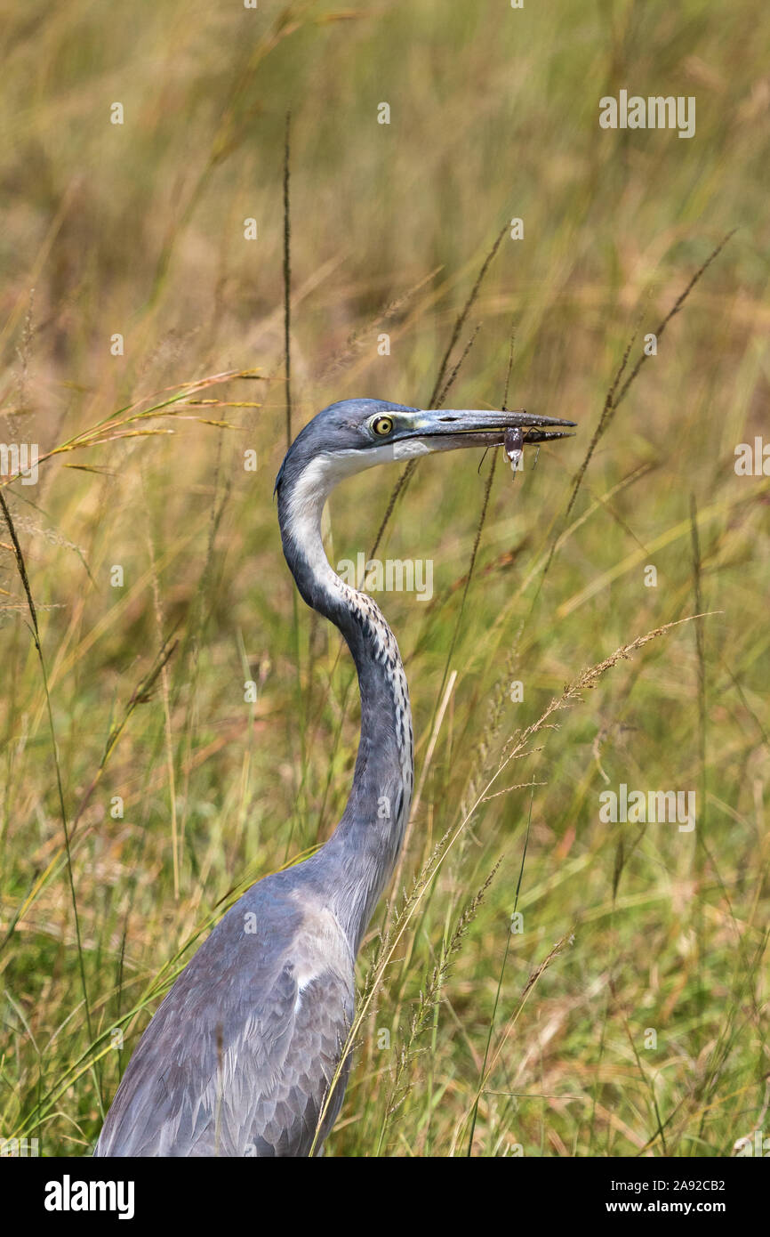 Outdoor insect capture hi-res stock photography and images - Alamy