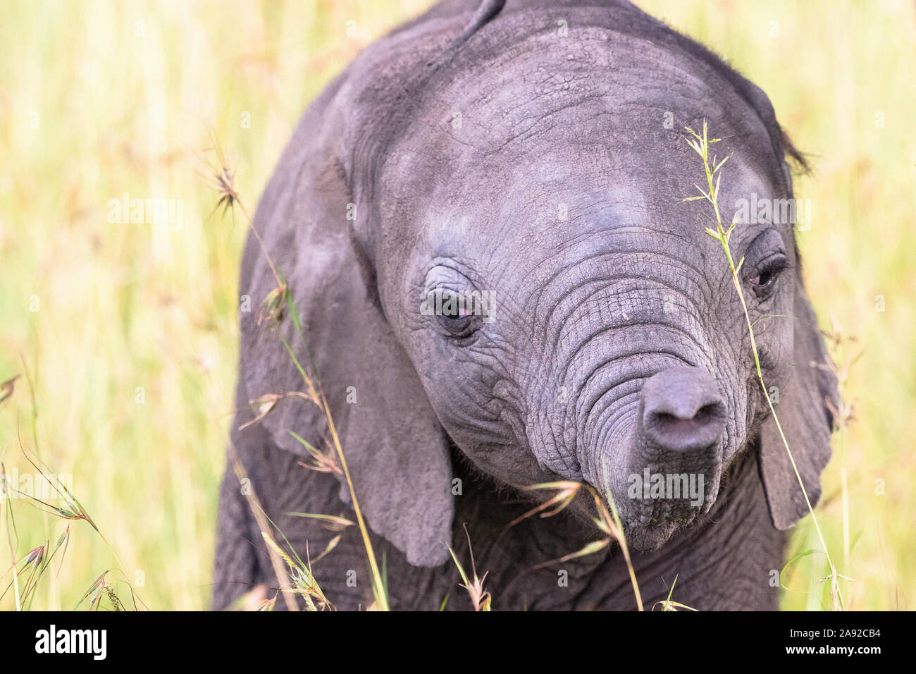 Close up of a Elephant calf playing with his trunk Stock Photo - Alamy