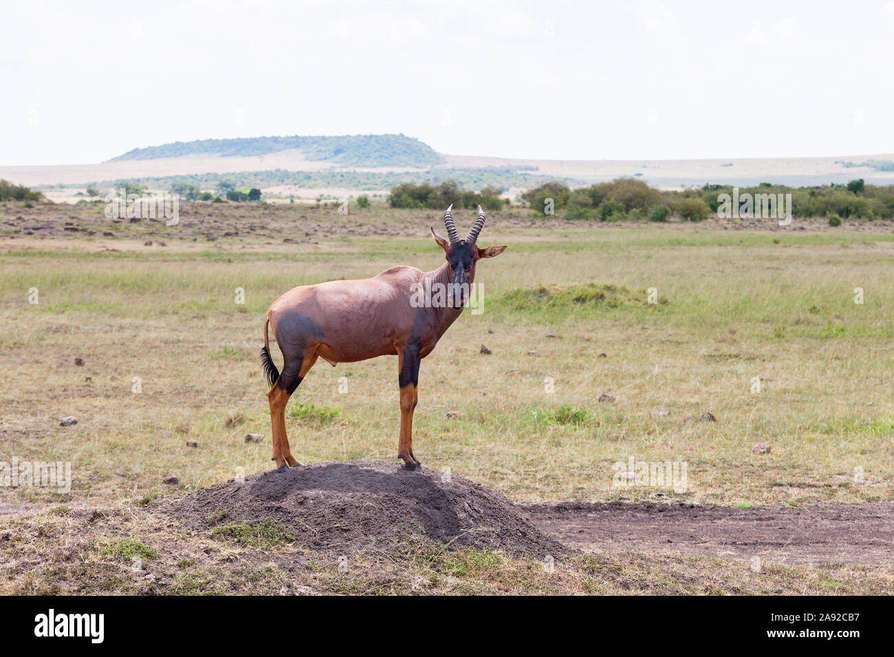 Topi male hi-res stock photography and images - Alamy