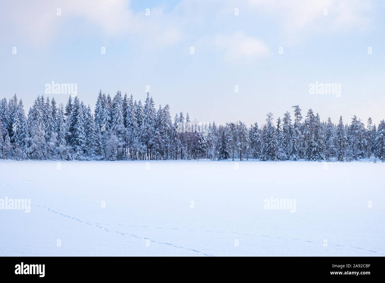 Animal tracks in taiga hi-res stock photography and images - Alamy