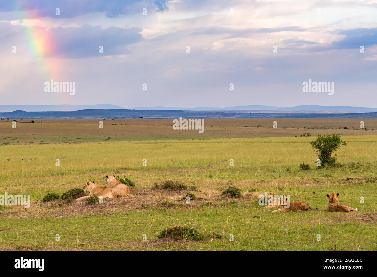 Lion flock in the savanna with a rainbow and rain clouds Stock Photo ...