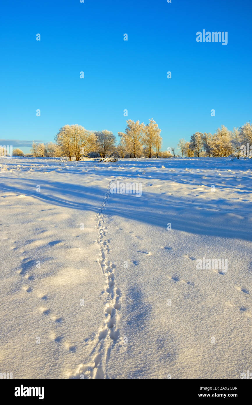 Hare tracks hi-res stock photography and images - Alamy