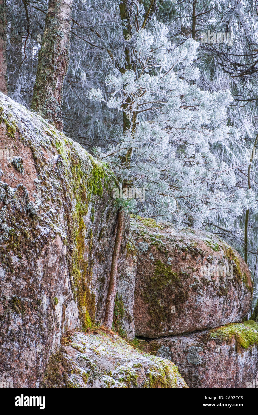 Tree crag hi-res stock photography and images - Alamy