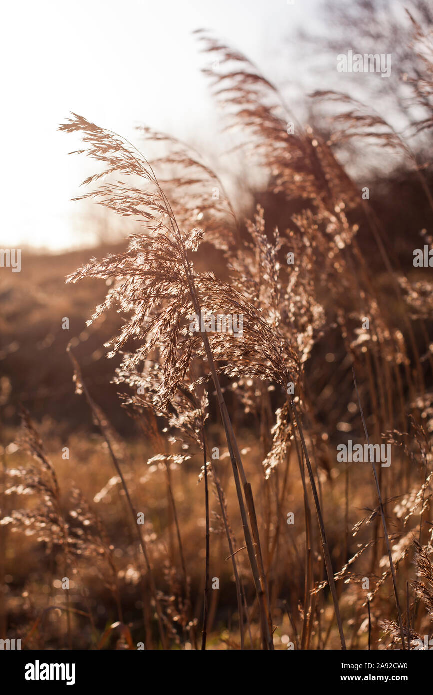 Back light grass hi-res stock photography and images - Alamy