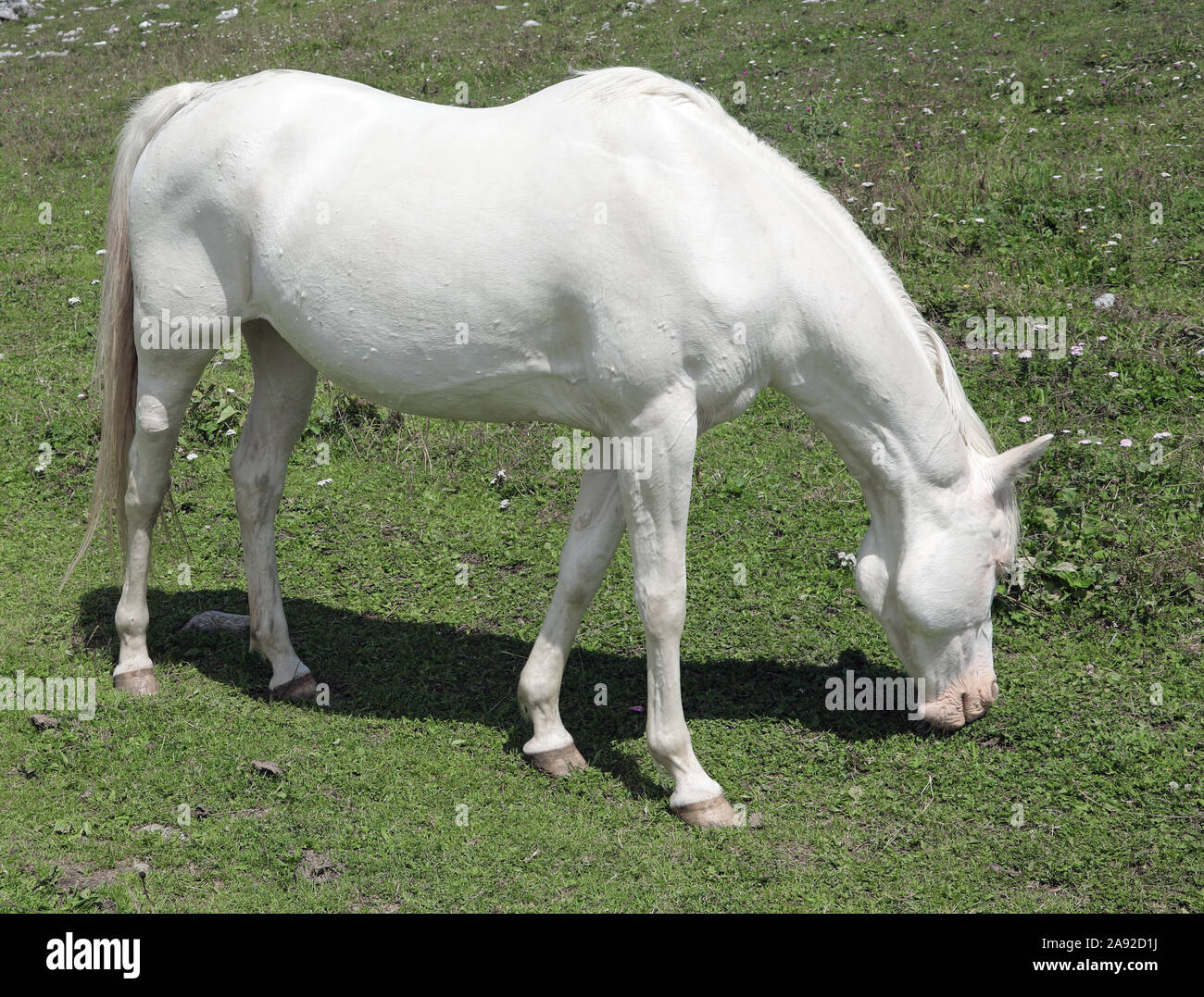 white albino horse grazing in mountain in summer without people Stock ...