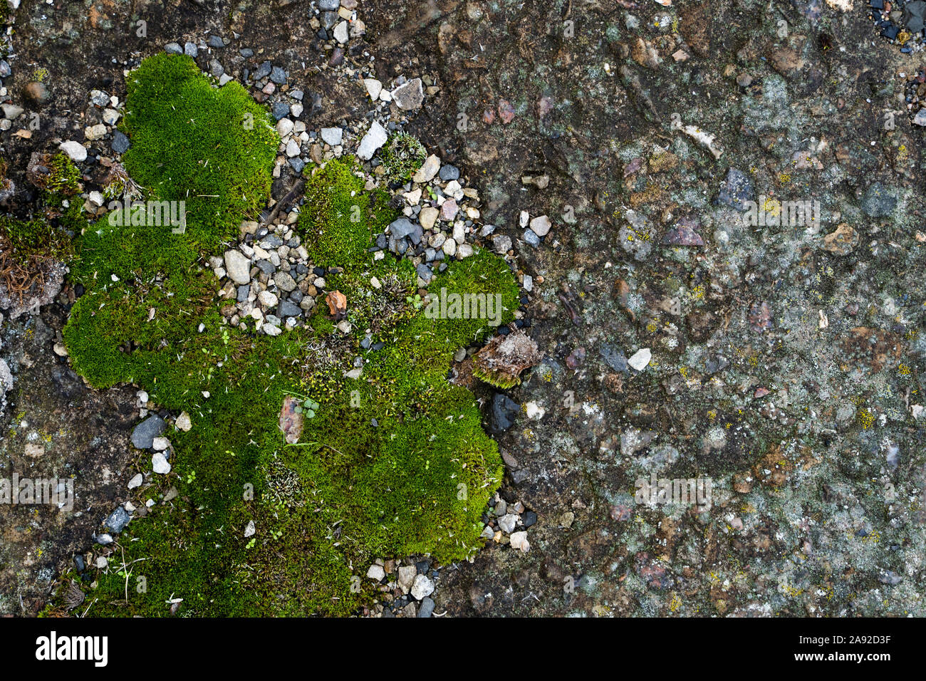 Moss green grunge texture. Moss background. Green moss on grunge ...