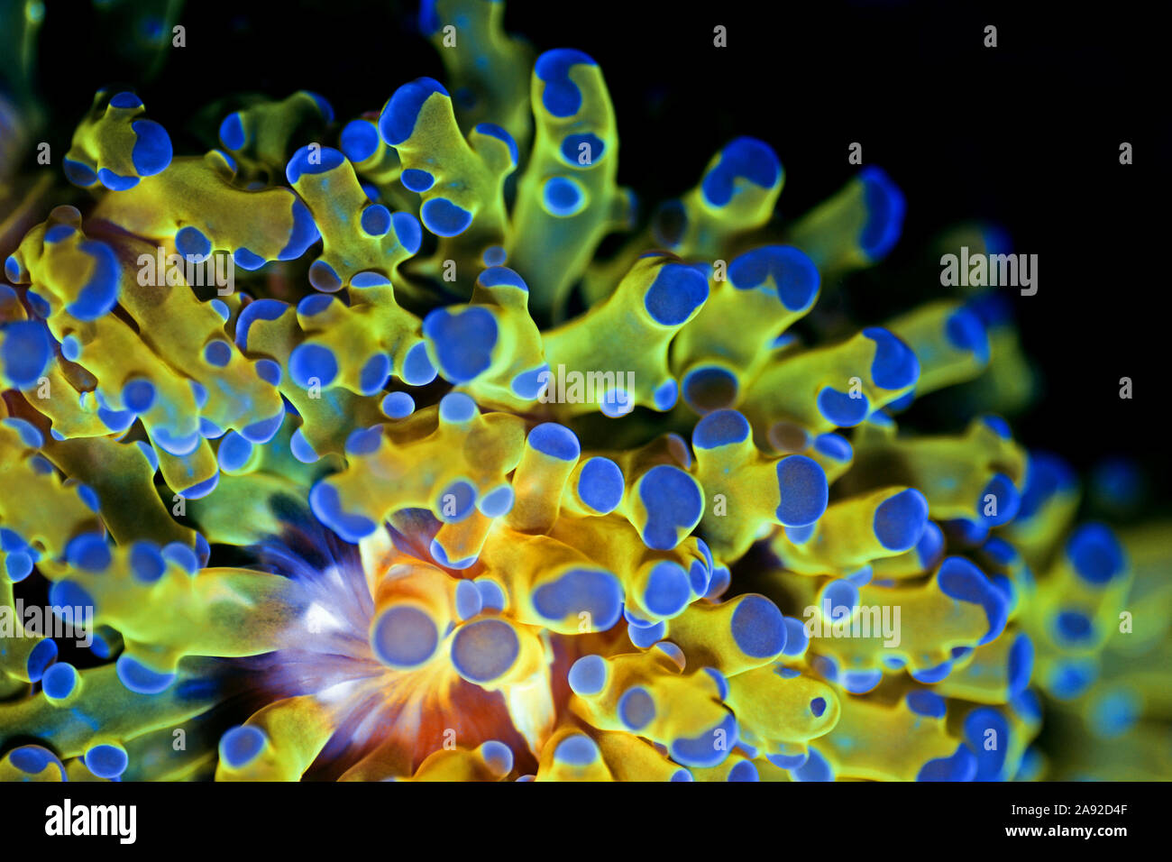 Gold torch coral hi-res stock photography and images - Alamy