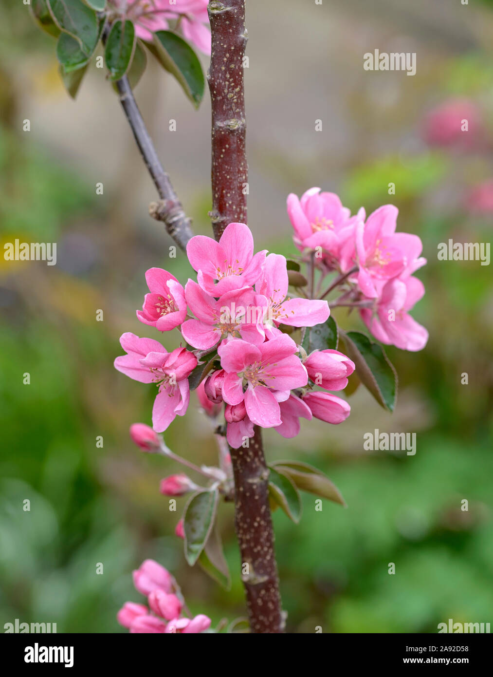 Malus maypole hi-res stock photography and images - Alamy
