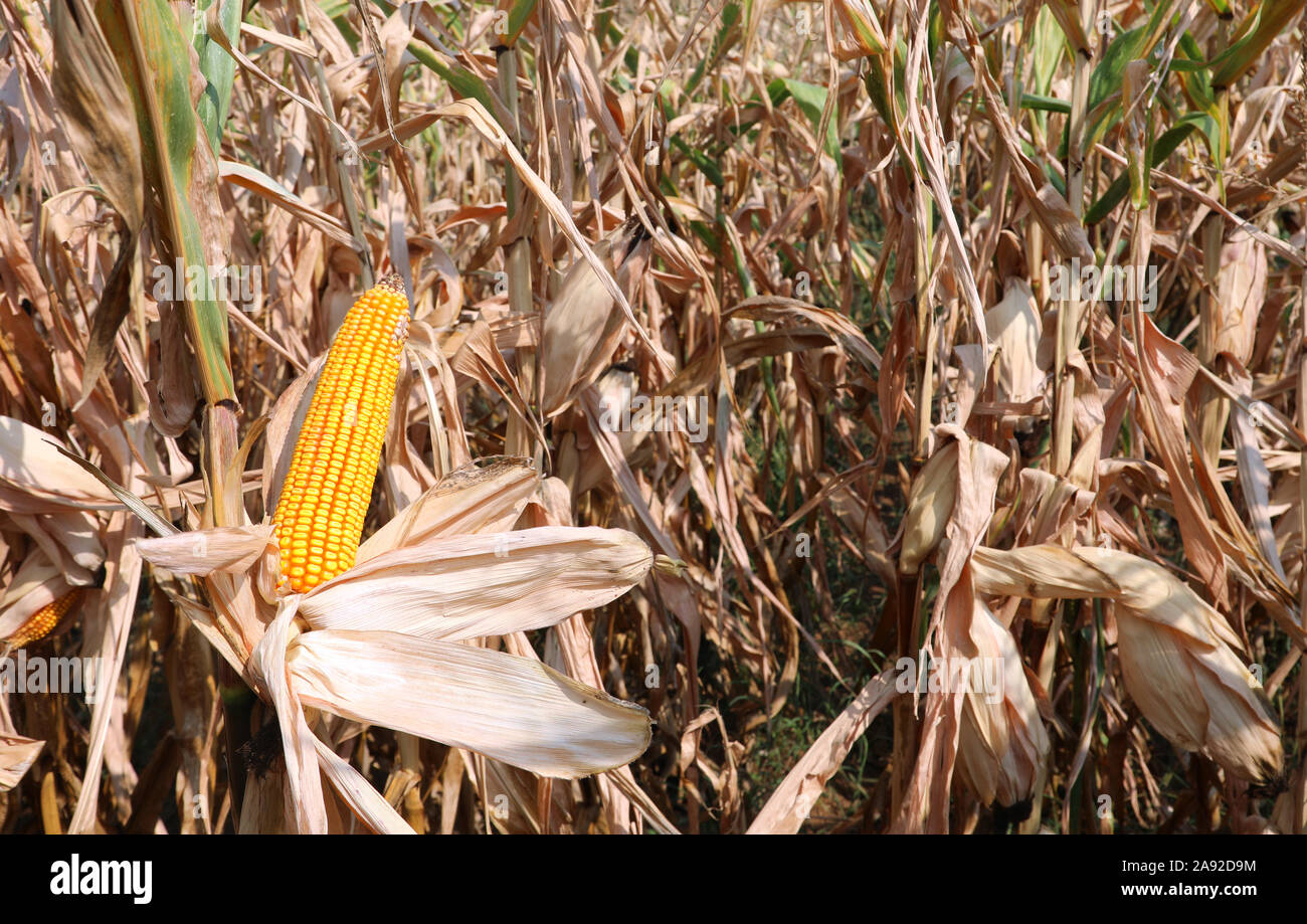 Cultivated field of maize in summer and a ripe yellow panicle Stock ...