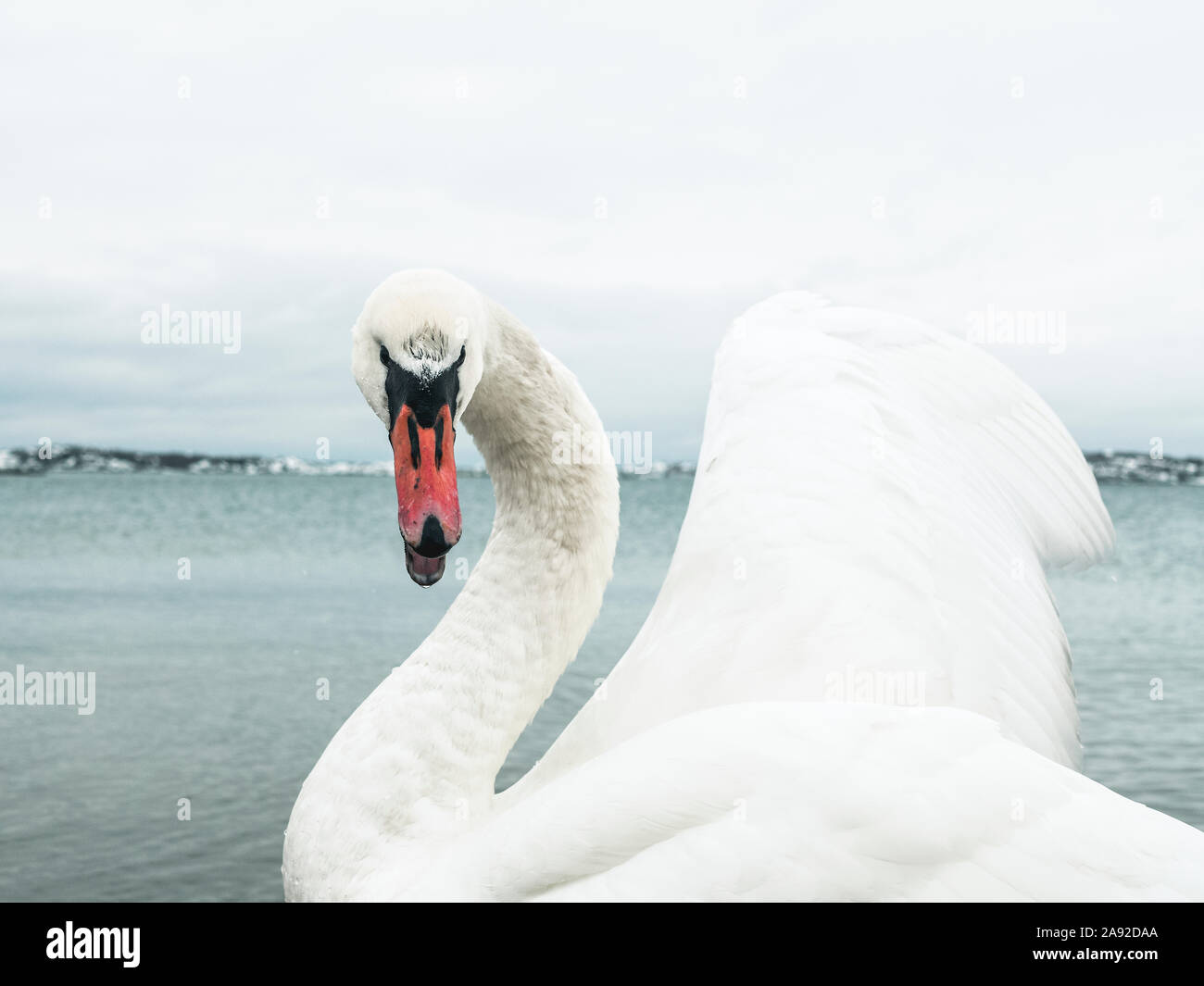 Side swan animals in wild hi-res stock photography and images - Alamy