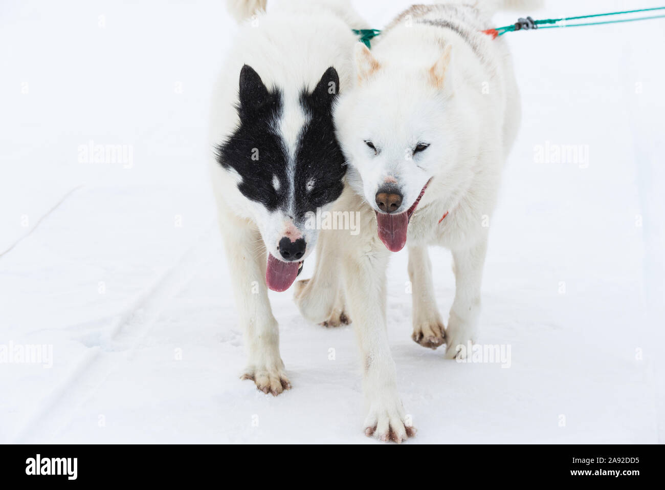Dogs walking together Stock Photo - Alamy