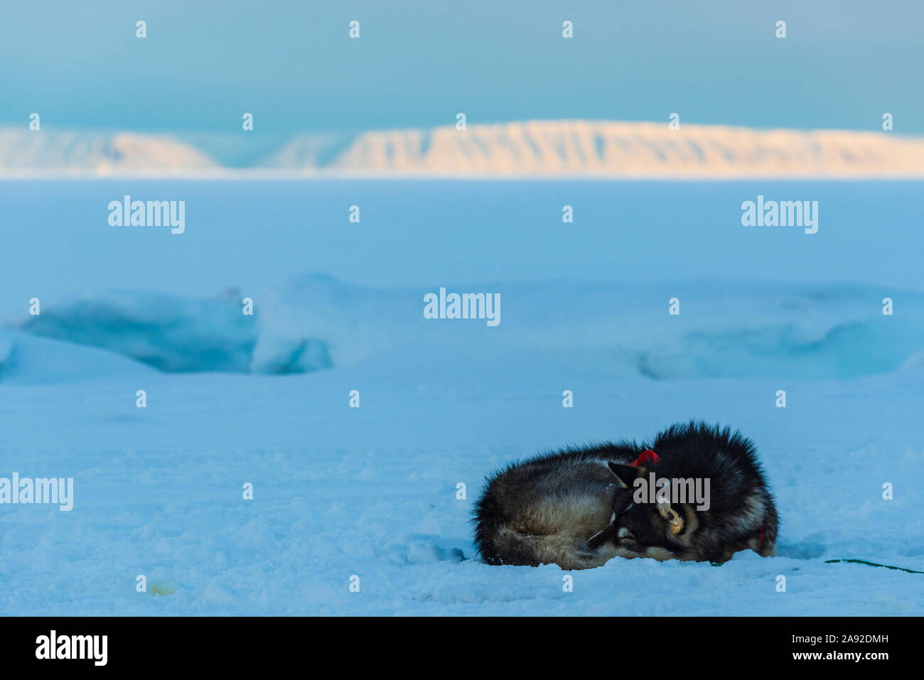 Dog sleeping on snow Stock Photo - Alamy