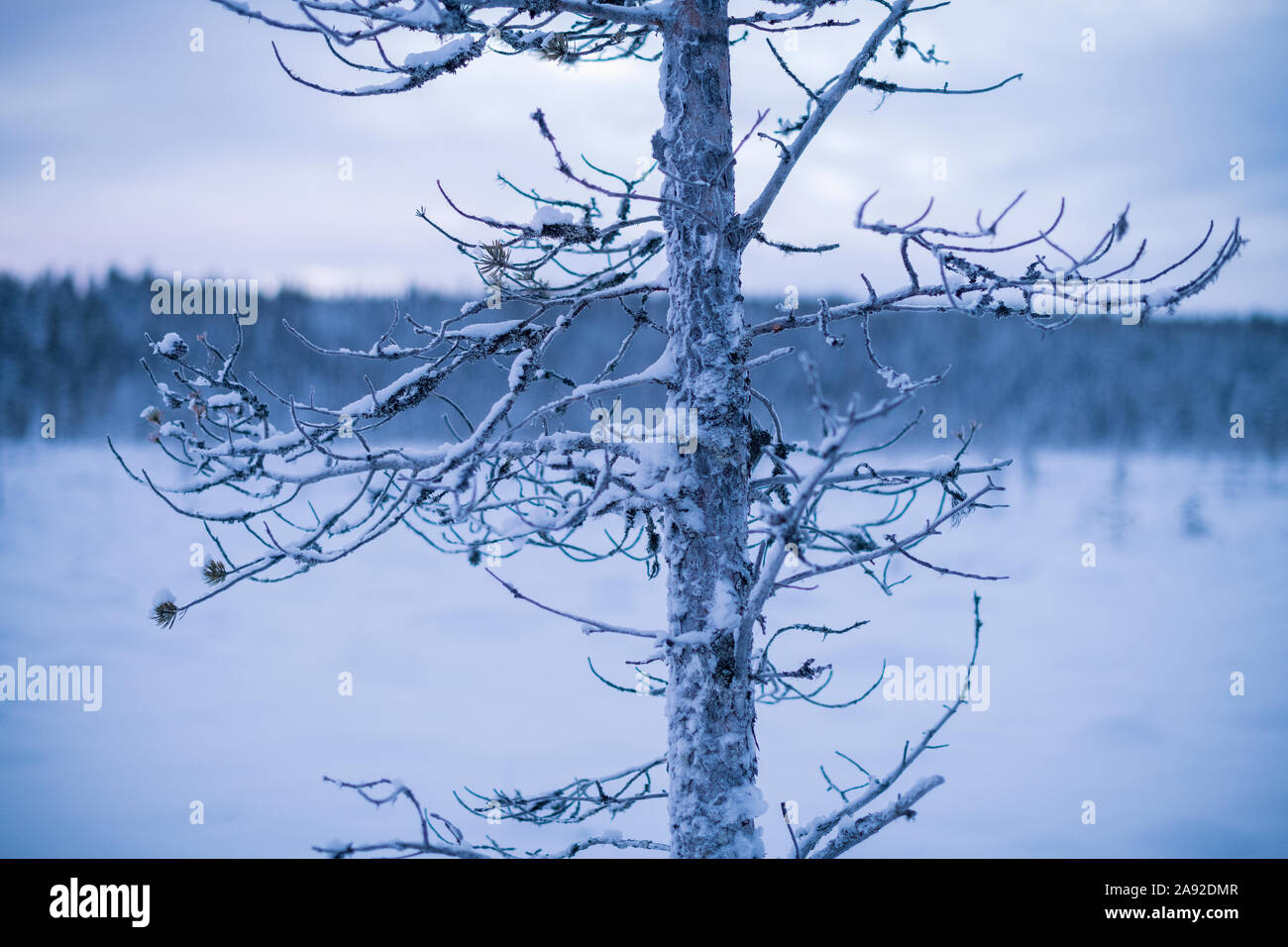 Tree at winter Stock Photo - Alamy