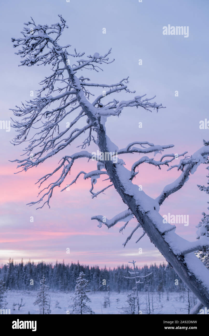 Tree at sunset Stock Photo - Alamy