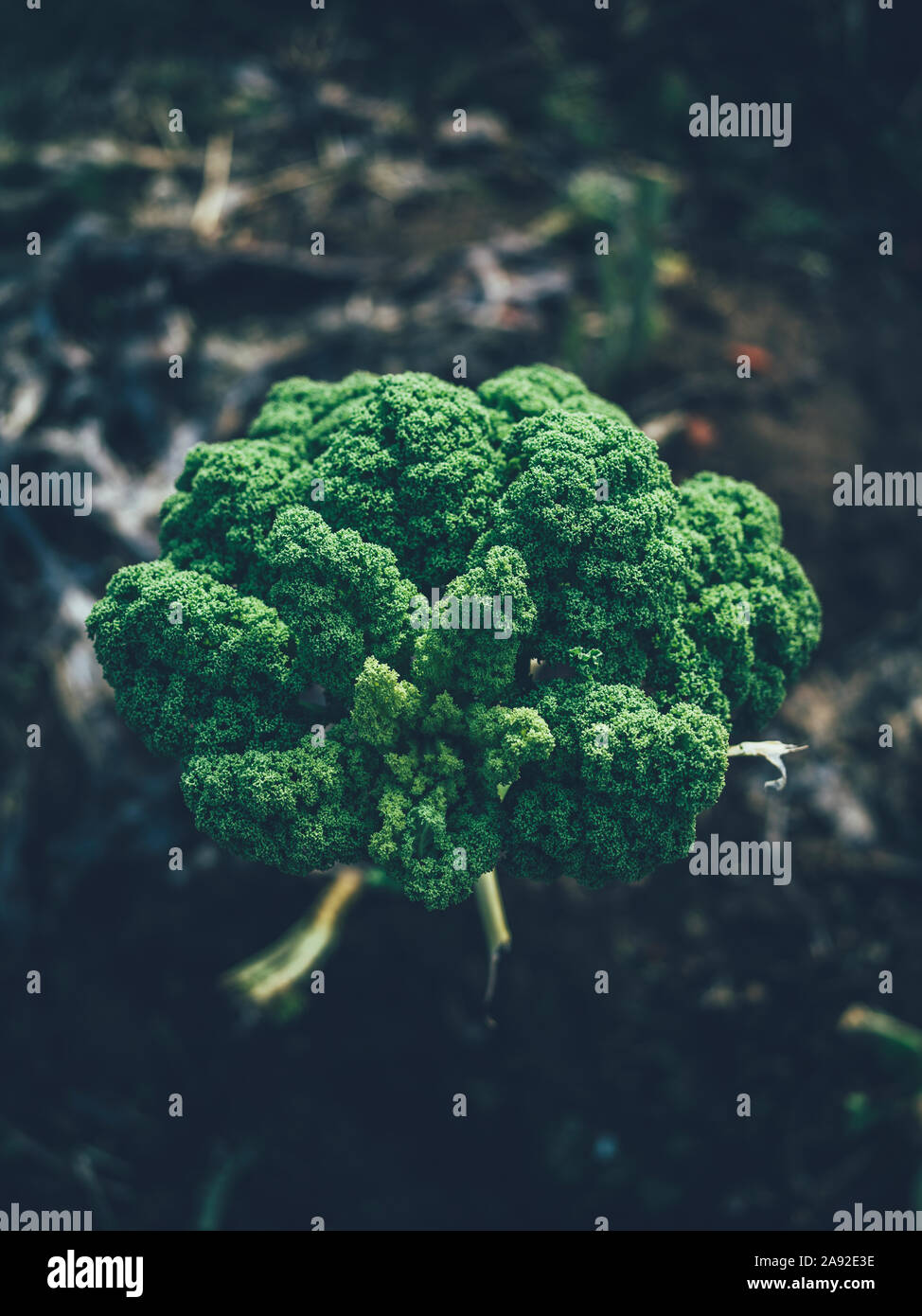 Green fruits and vegetables hi-res stock photography and images - Alamy