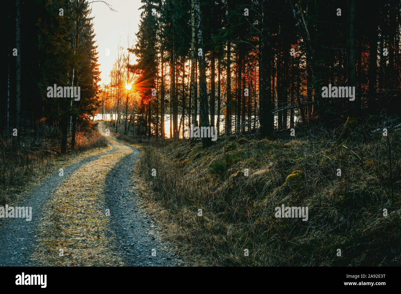Dirt road in forest Stock Photo - Alamy