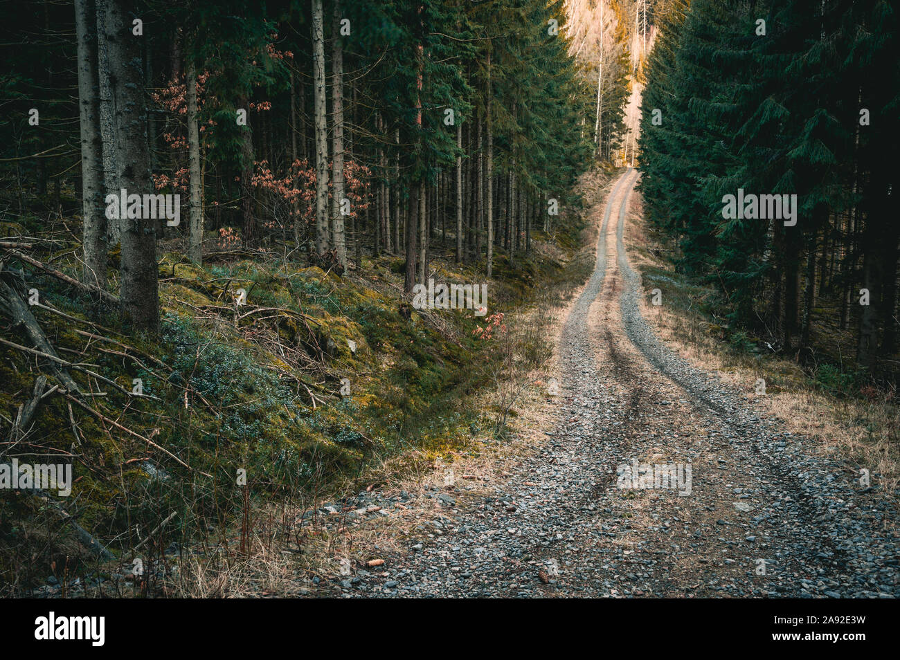 Dirt road in forest Stock Photo - Alamy