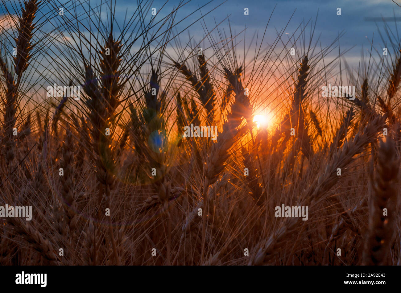 rye field at sunset mature ears on the sunset with sun flare Stock ...