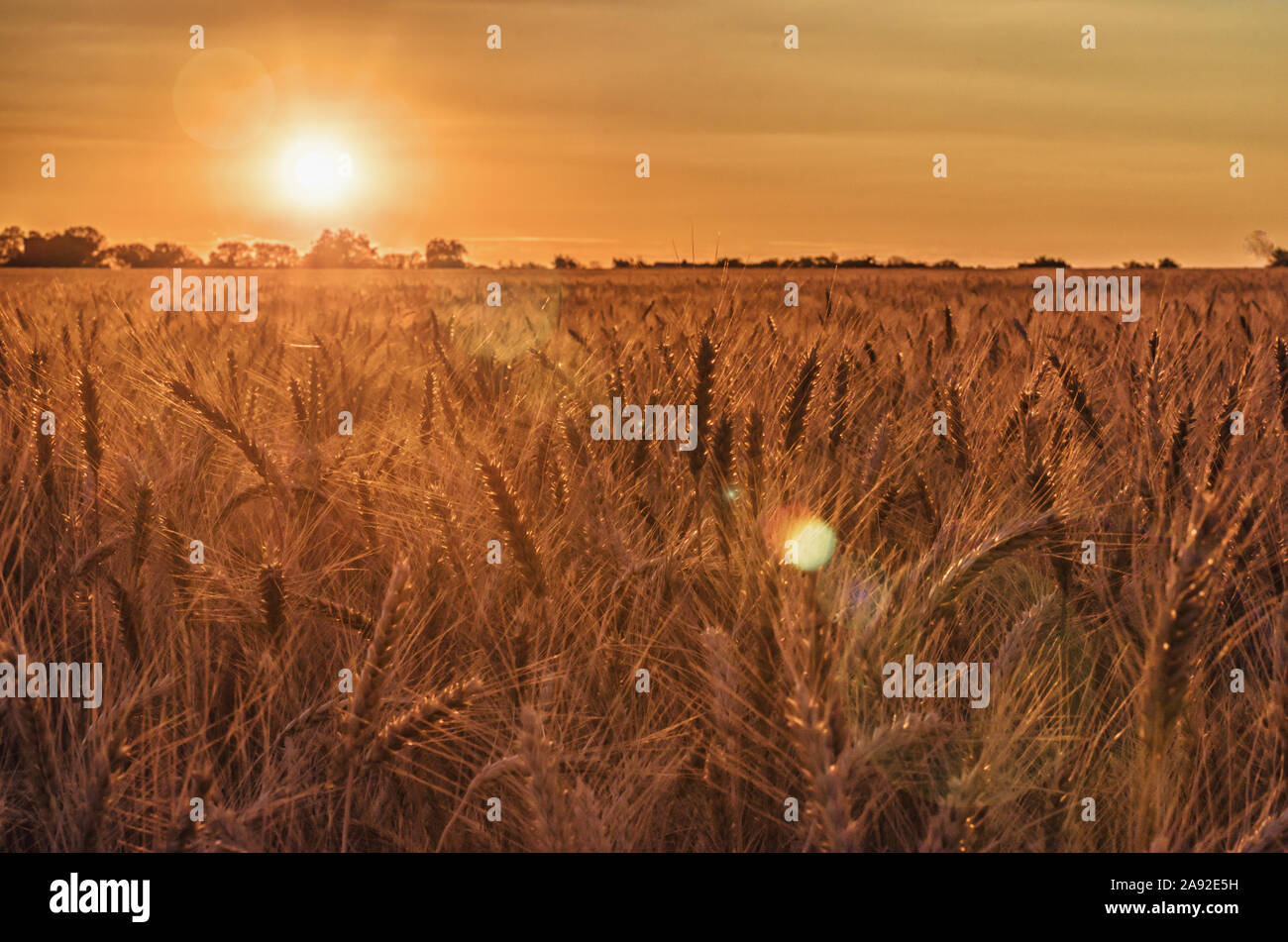 rye field at sunset mature ears on the sunset with sun flare Stock ...