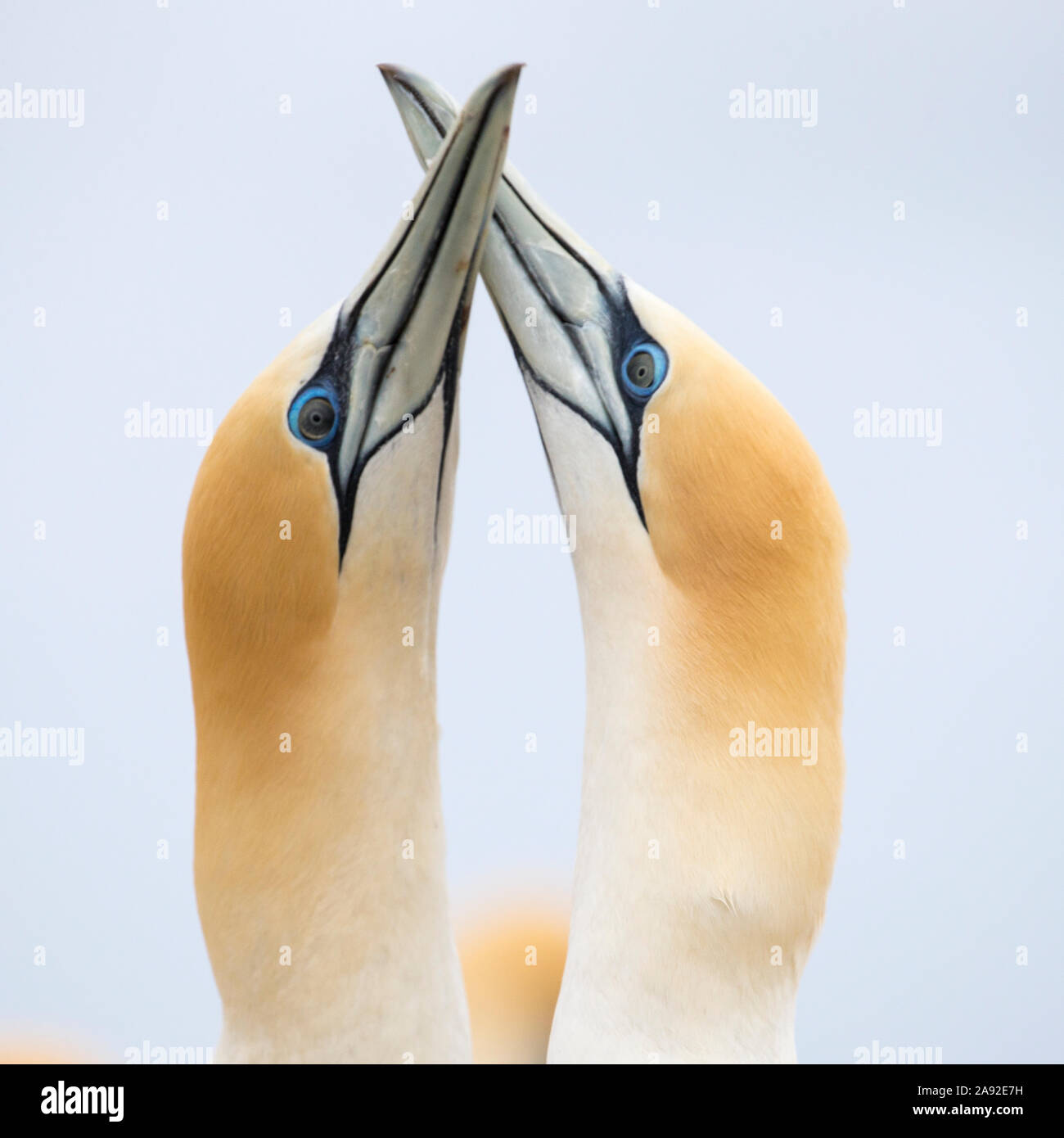 Gannets head hi-res stock photography and images - Alamy