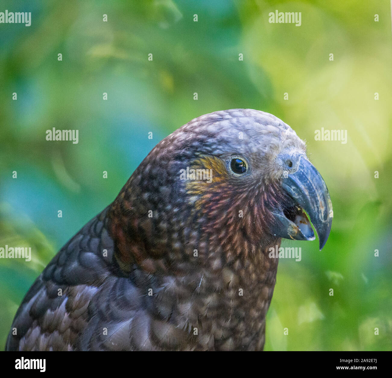 Parrot in focus hi-res stock photography and images - Alamy