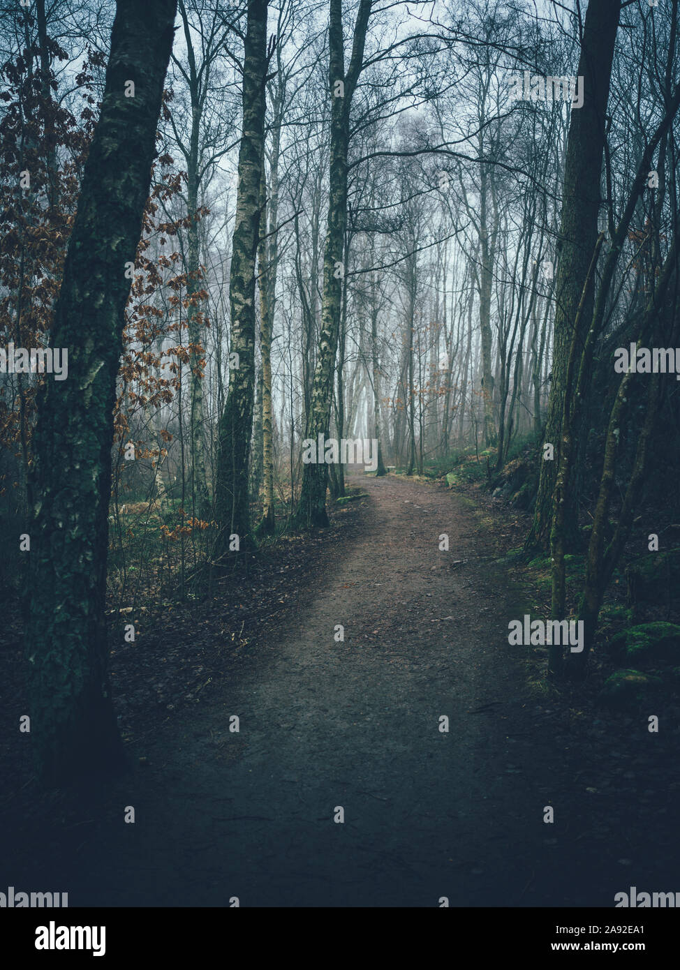 Dirt road in forest Stock Photo - Alamy